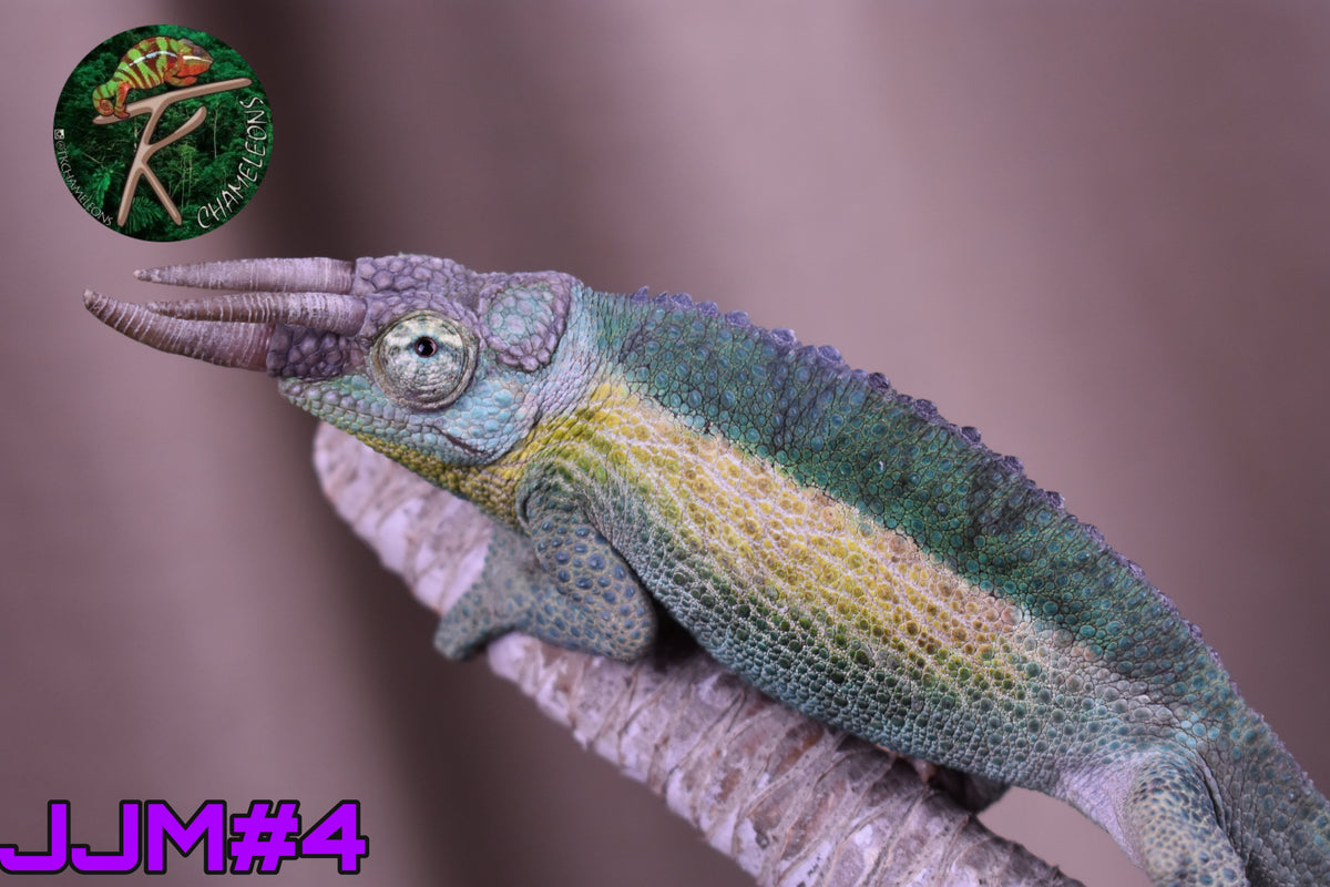 Jacksonii Jacksonii Jakckson's Chameleon – TkChameleons